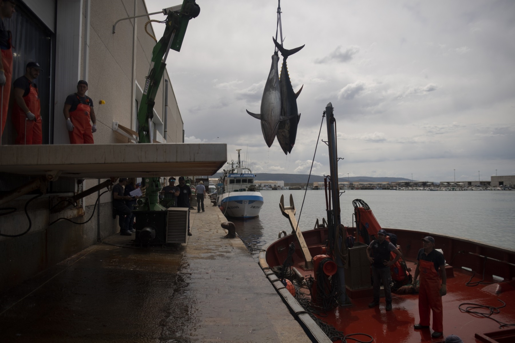 Pesca del atún en España tiene 3.000 años de tradición - El Periodista